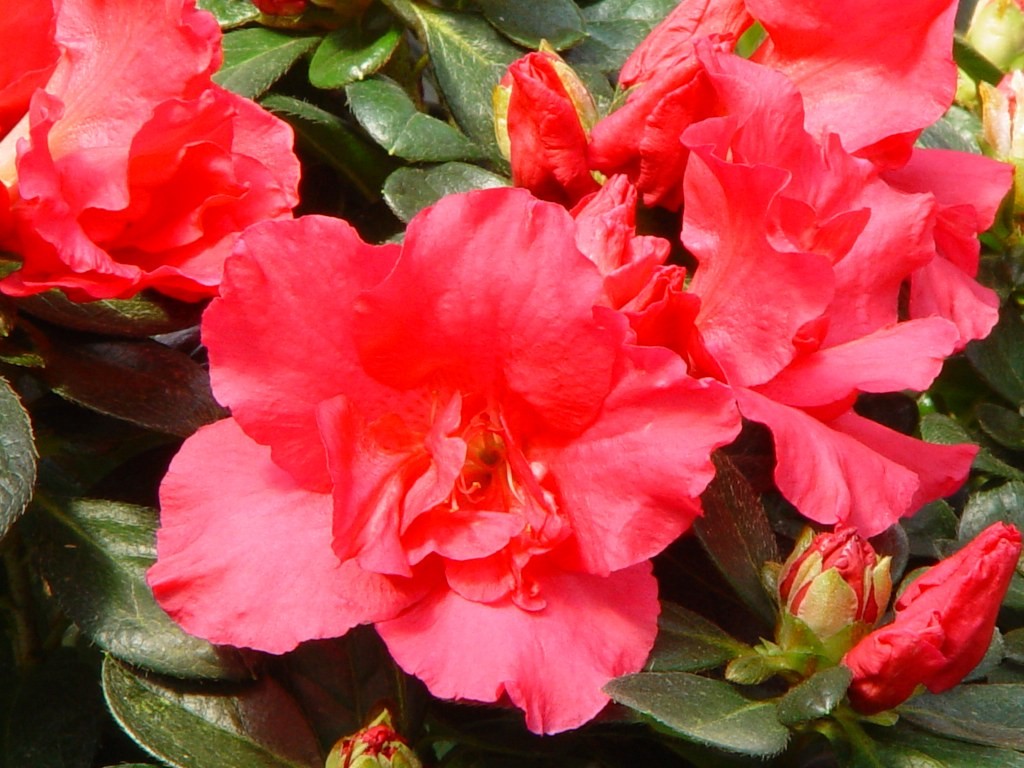 Variétés d'azalées | Azalée Gantoise