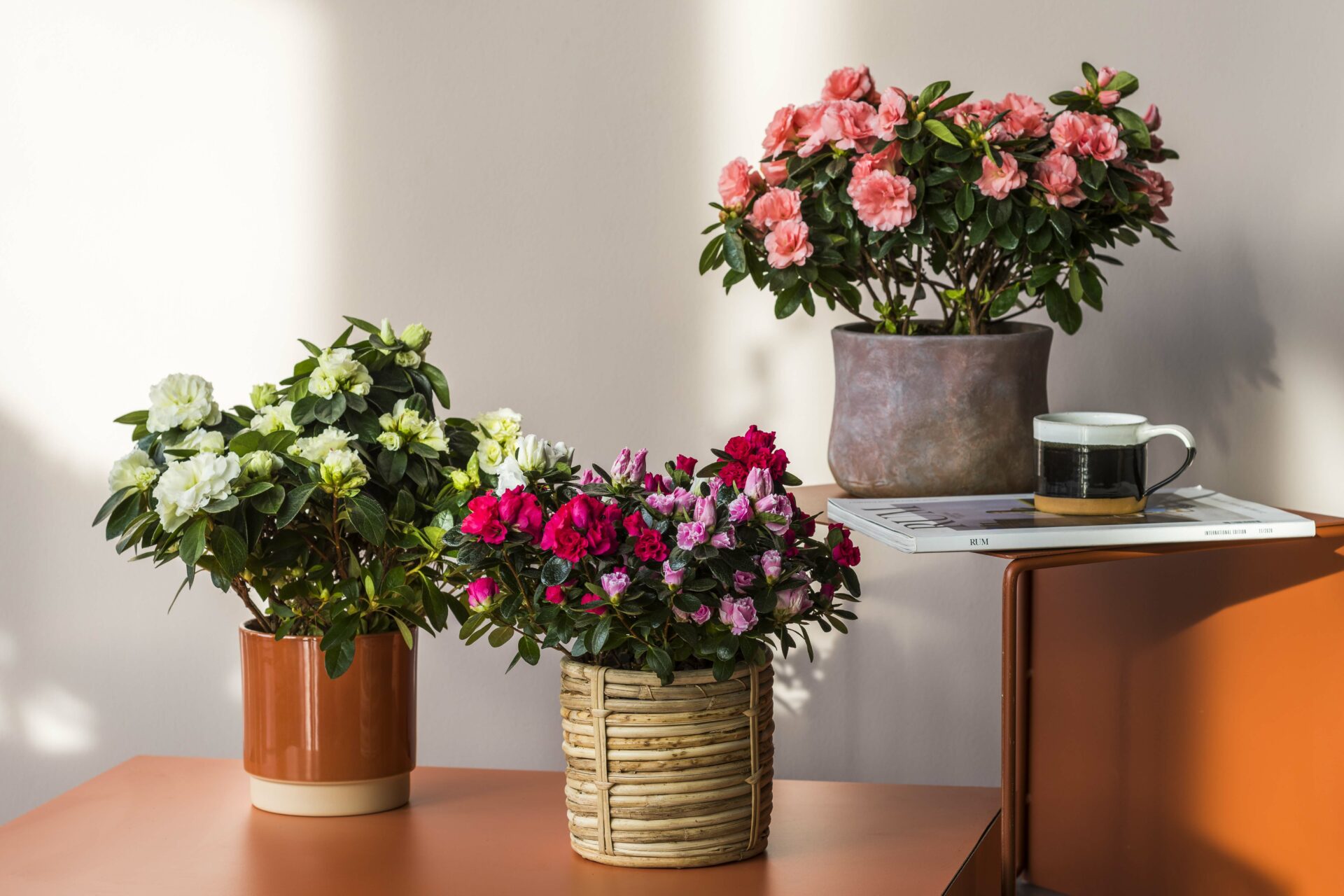 Variétés d'azalées | Azalée Gantoise